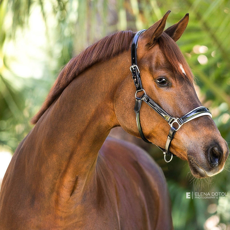 English Nylon & Leather Halters for Horses – Equiluxe Tack