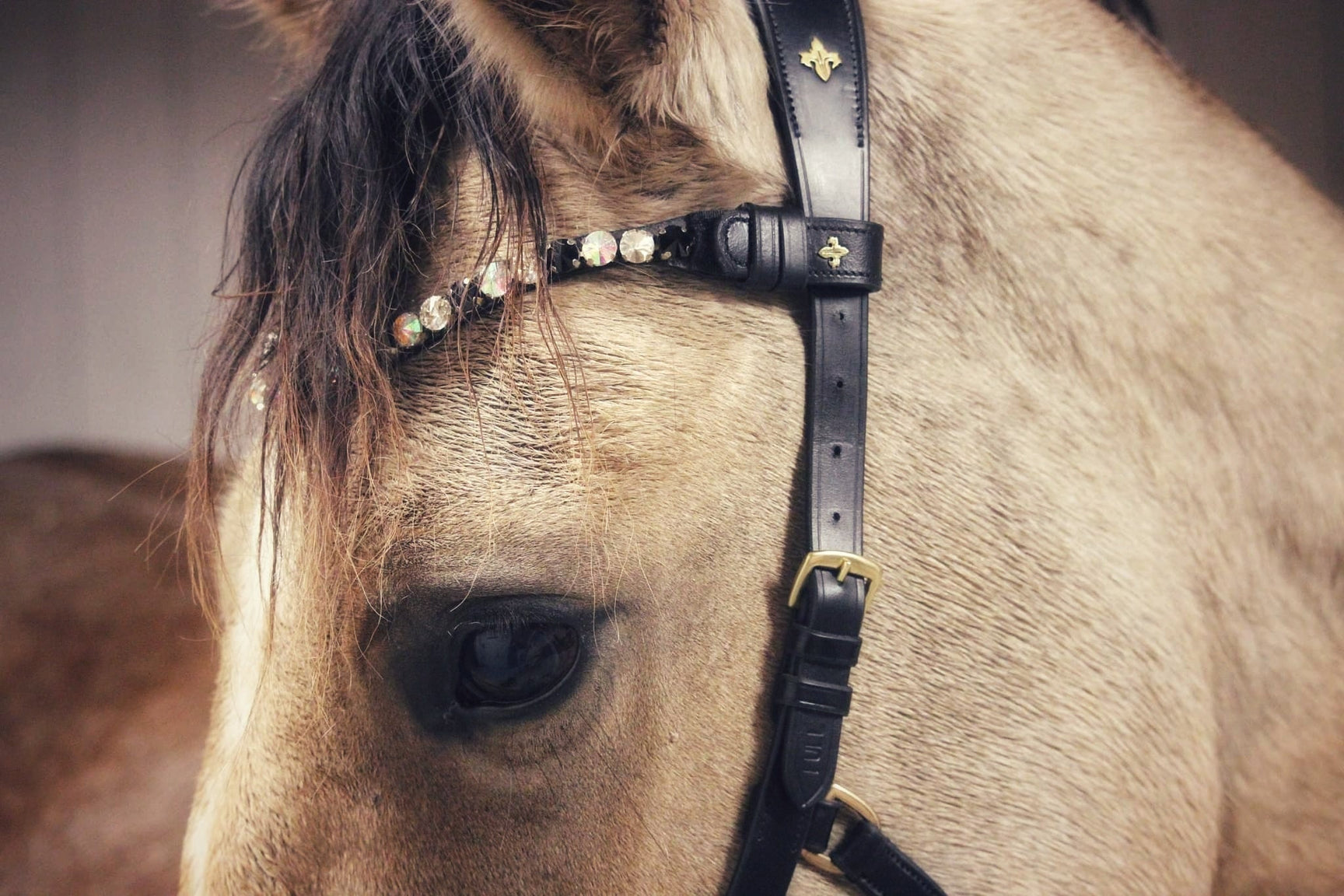 Crystal Browbands for Horses - Padded, Wave, Swarovski & More ...