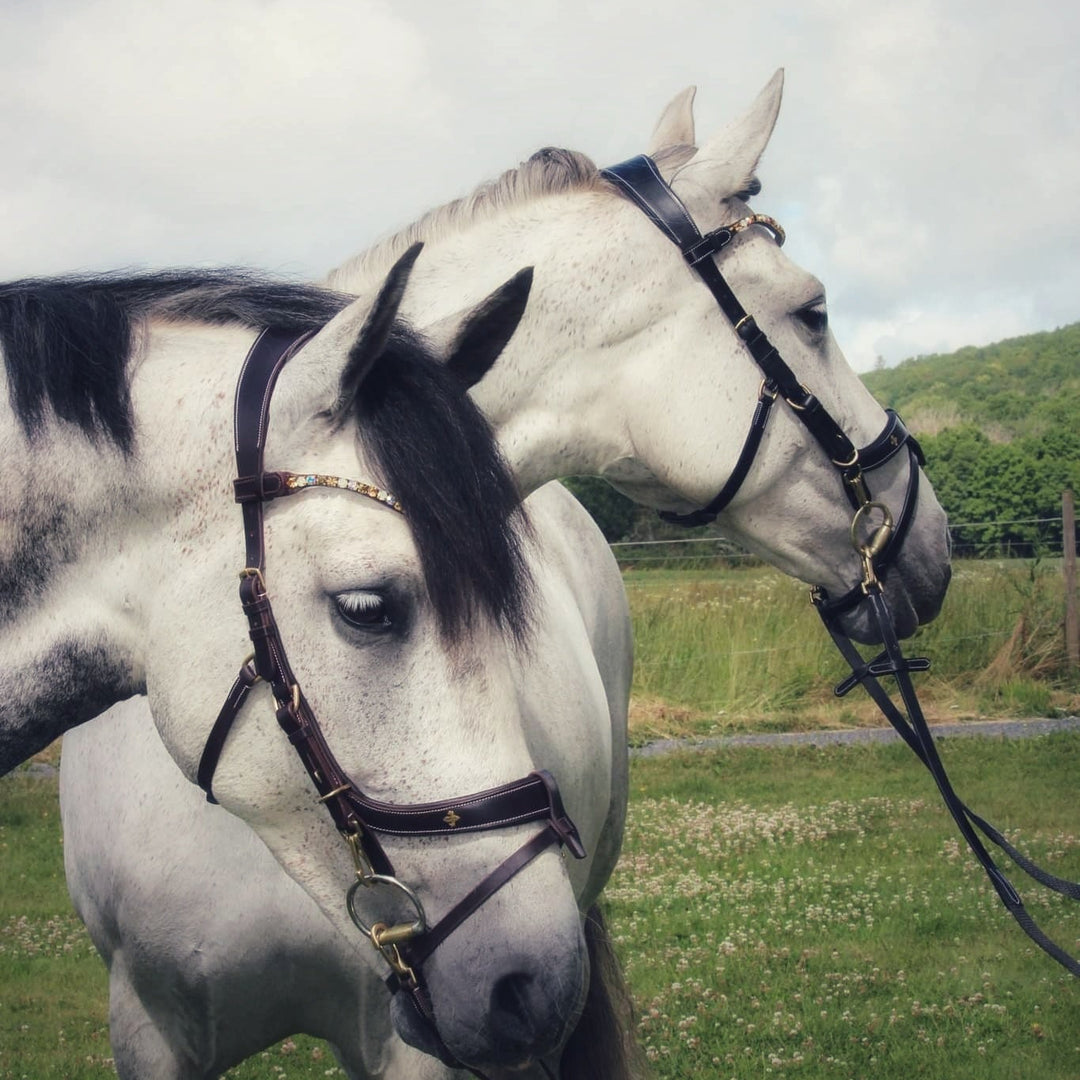 Anatomical English Horse Bridles - Hunter, Jumper, Dressage & Bitless ...